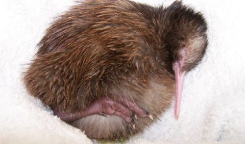 Kiwi life cycle - Save the Kiwi