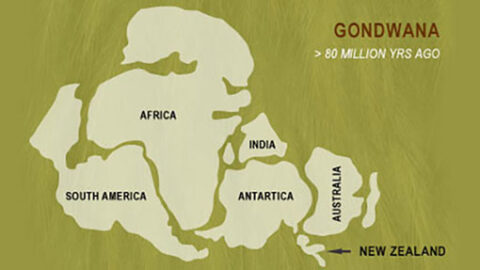 How kiwi evolved - Save the Kiwi