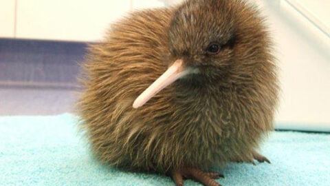 Rowi - Save the Kiwi