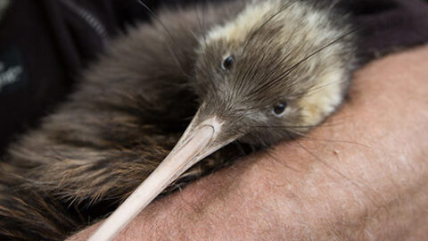 Predator control - Save the Kiwi