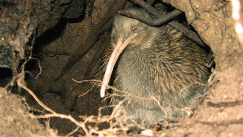 Tokoeka - Save the Kiwi