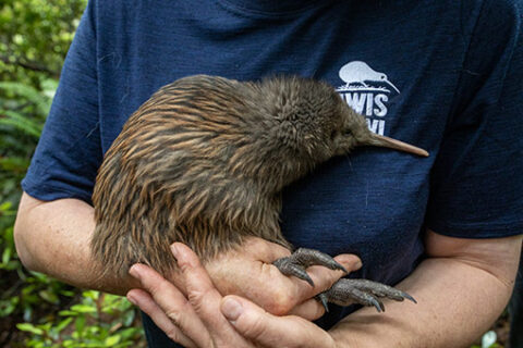 Threats to kiwi - Save the Kiwi
