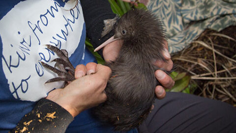 Kiwi life cycle - Save the Kiwi