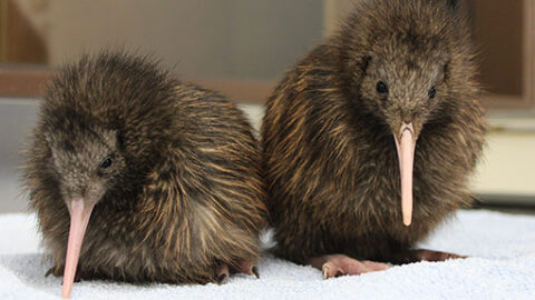 Where to see kiwi - Save the Kiwi
