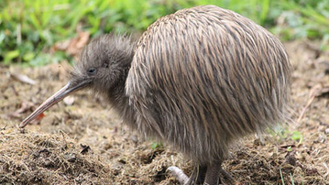 Kiwi life cycle - Save the Kiwi