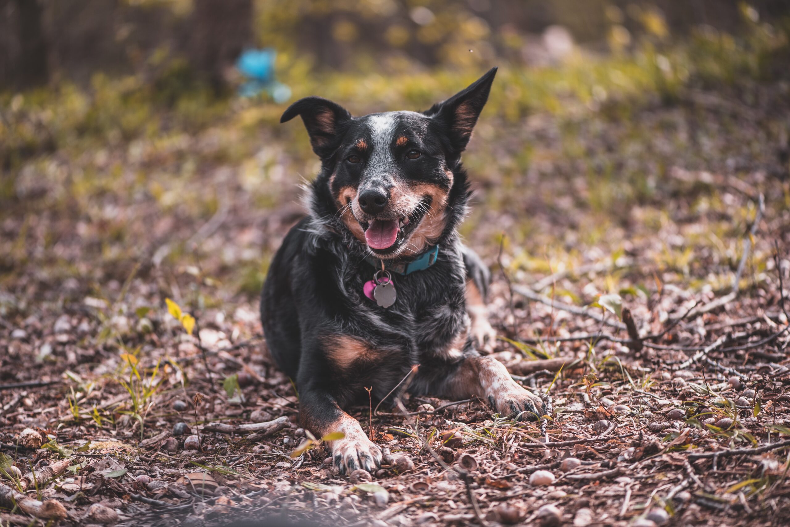 Dogs & kiwi don’t mix – ever - Save the Kiwi