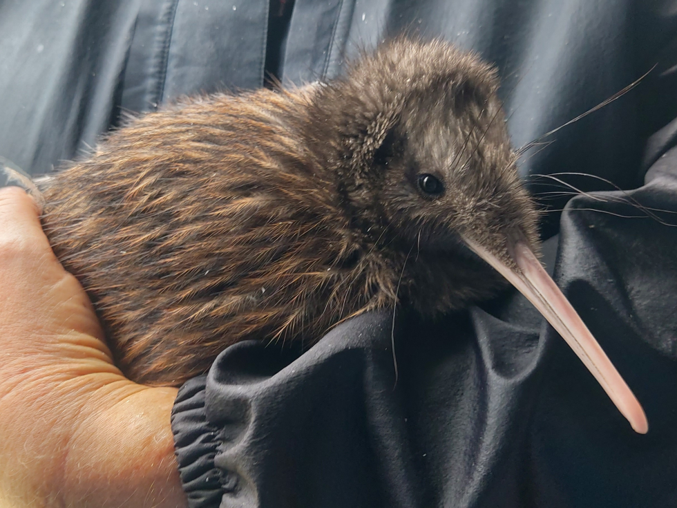 Threats to kiwi - Save the Kiwi
